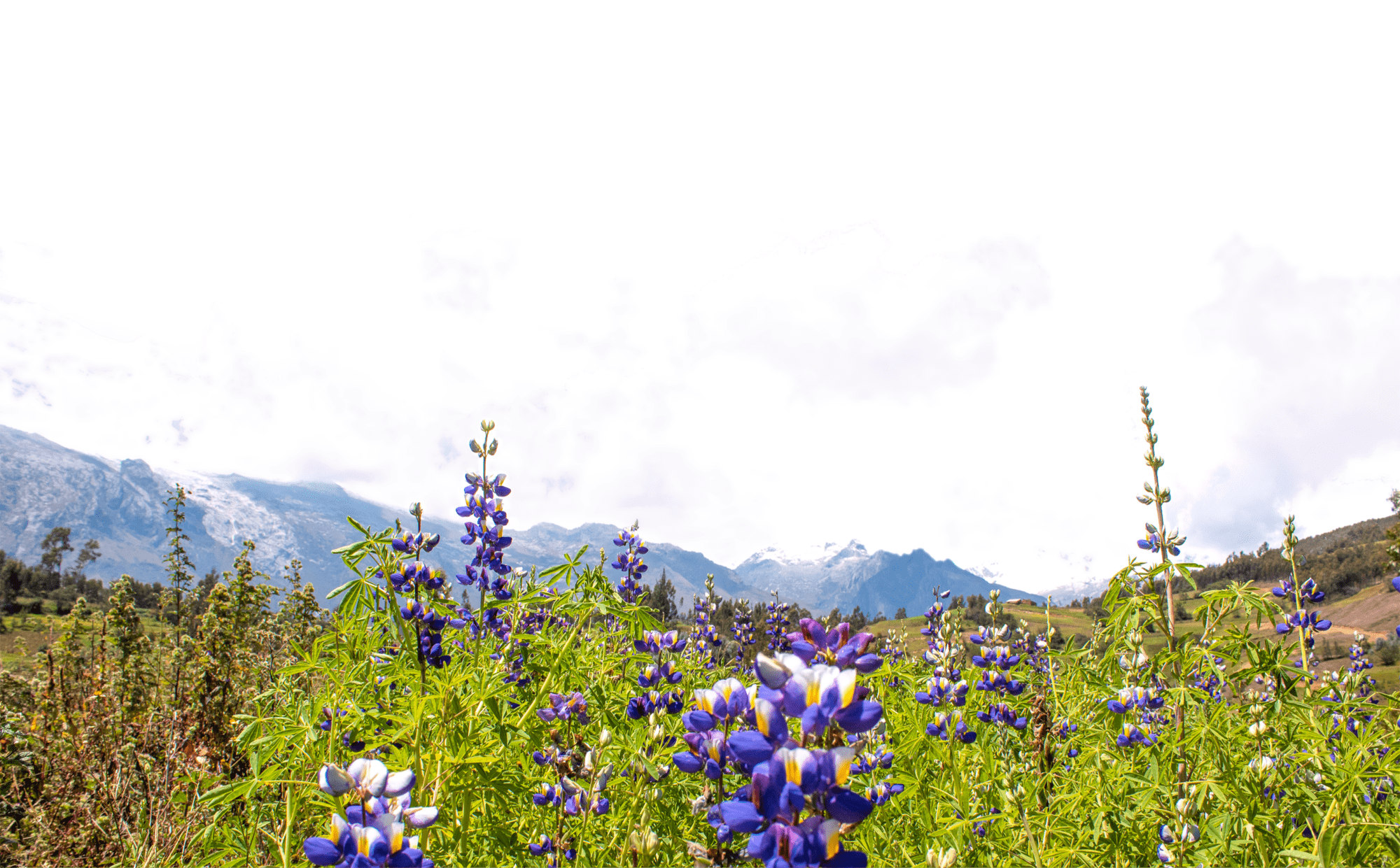 Nosotros - Tarwi Foods