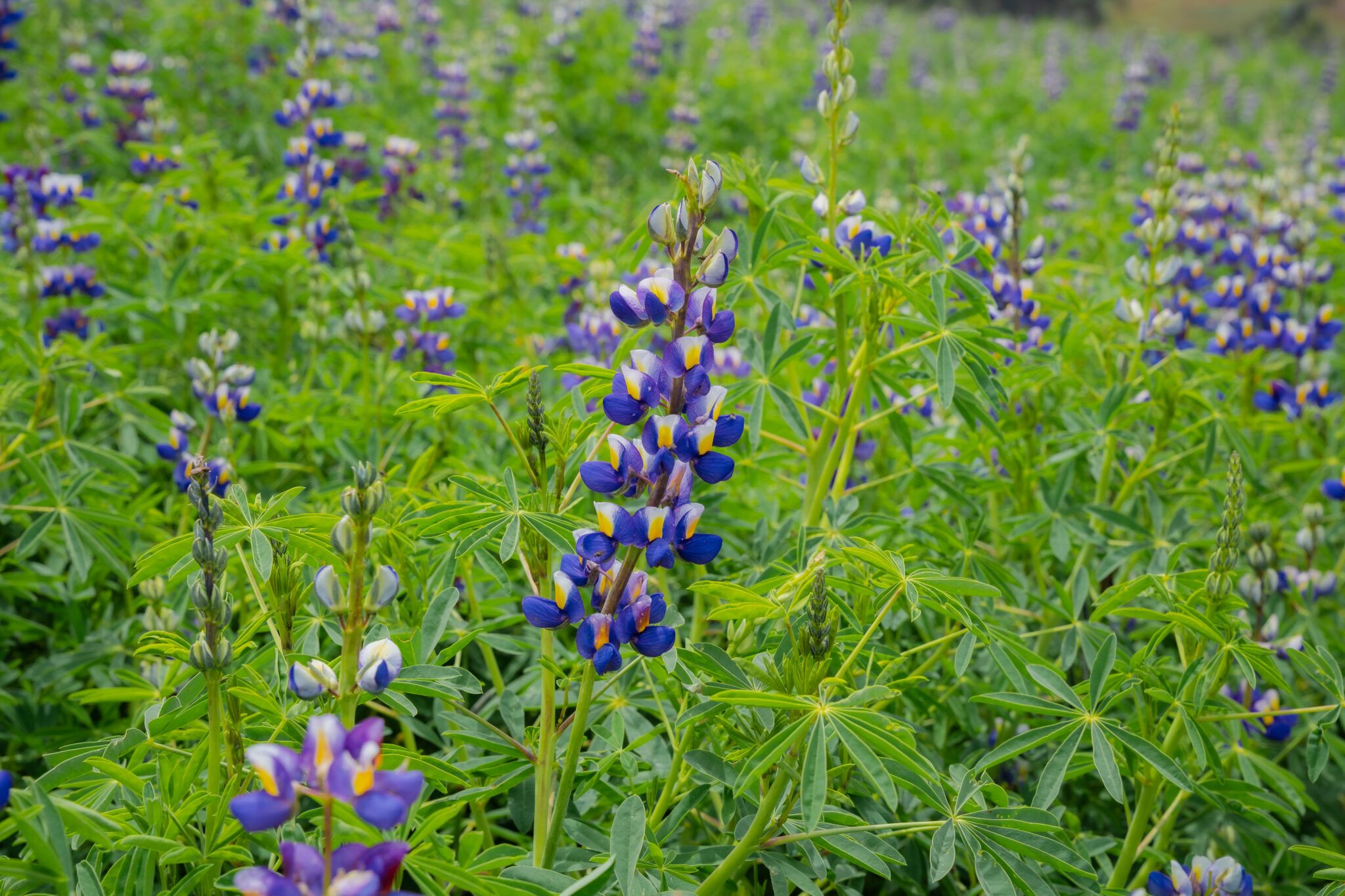 Tarwi: Superfood Andino Que Transforma La Alimentación
